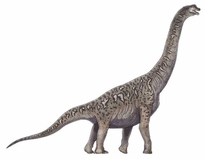 Dinosaurios: Tienshanosaurus, el lagarto de Tienshan - Red Historia