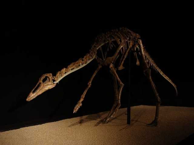 Dinosaurios: Anserimimus, el imitador del ganso - Red Historia