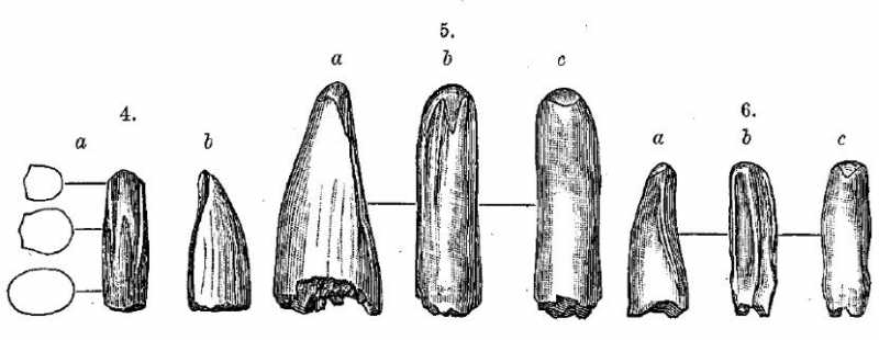 Dinosaurios: Aublysodon, el dinosaurio con el "diente hacia atrás ...