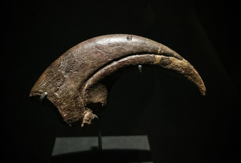 Baryonyx, el dinosaurio piscívoro «garra pesada» | Red Historia