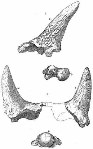 Dinosaurios: Ceratops montanus, el dinosaurio "cara con cuerno de ...